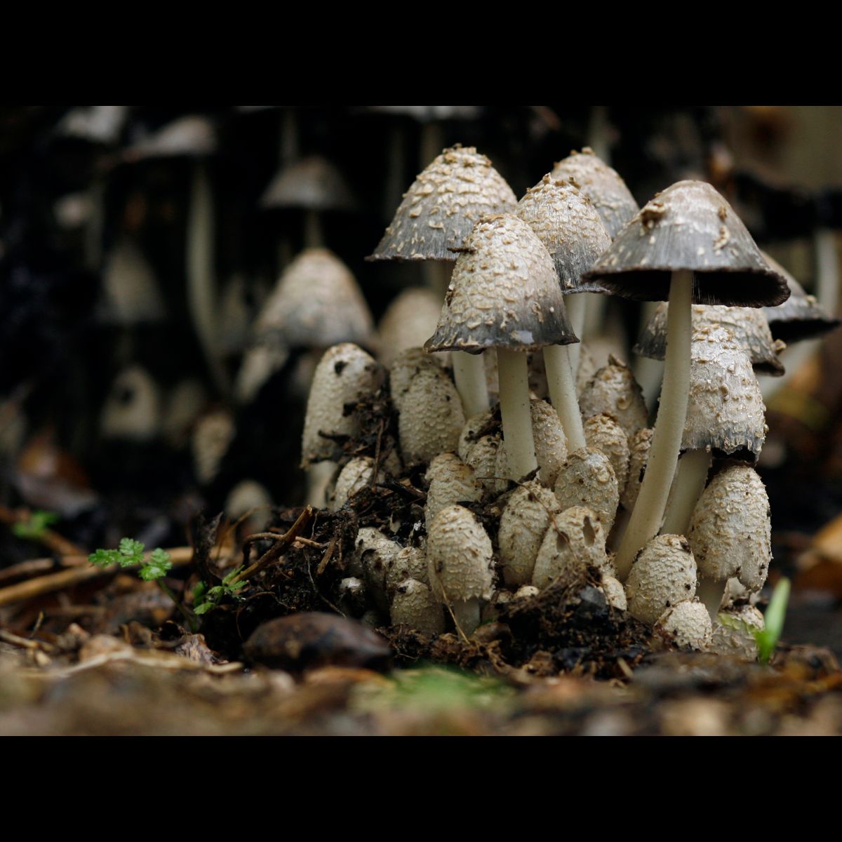 Marvelous mycelium: