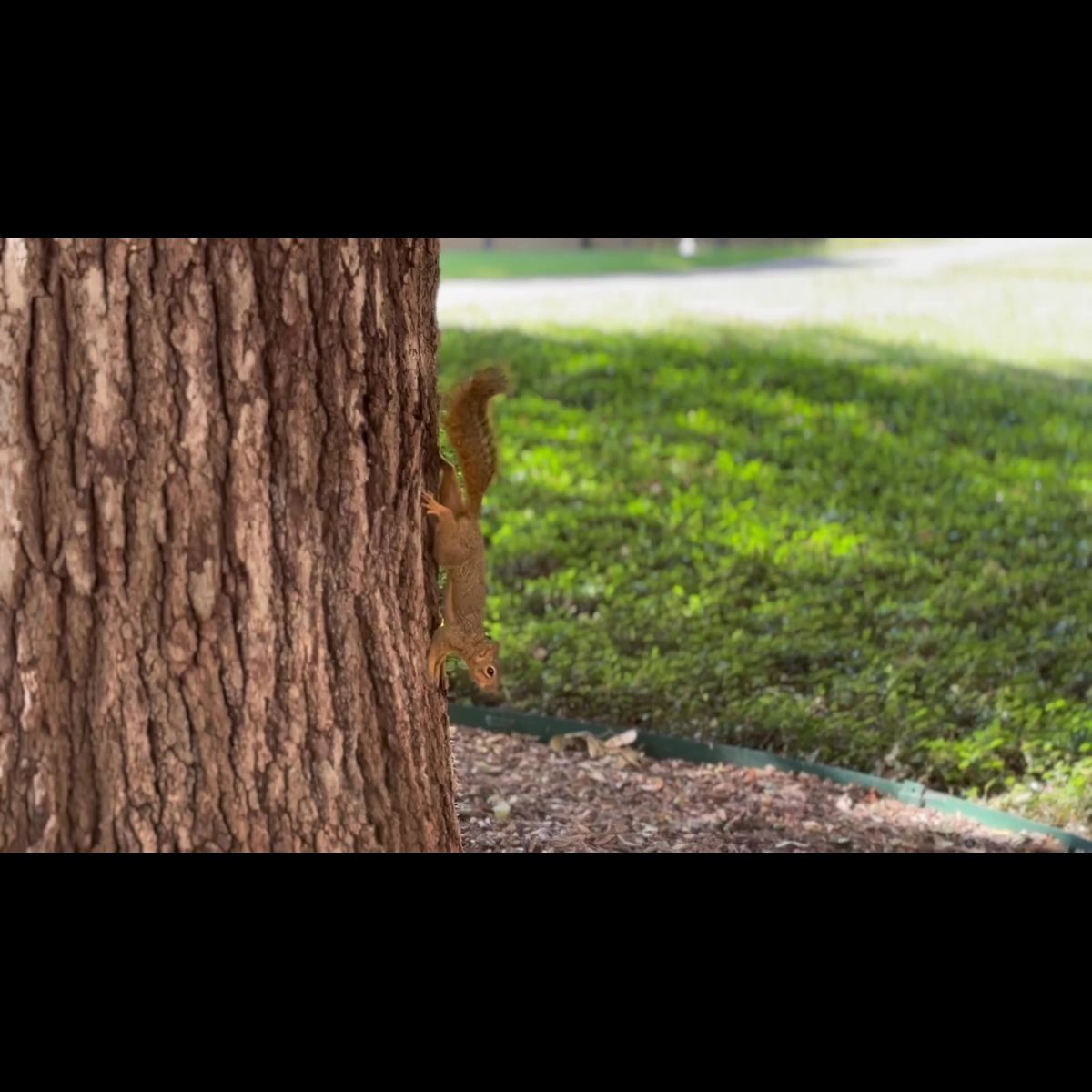 Texas 'Critters' University